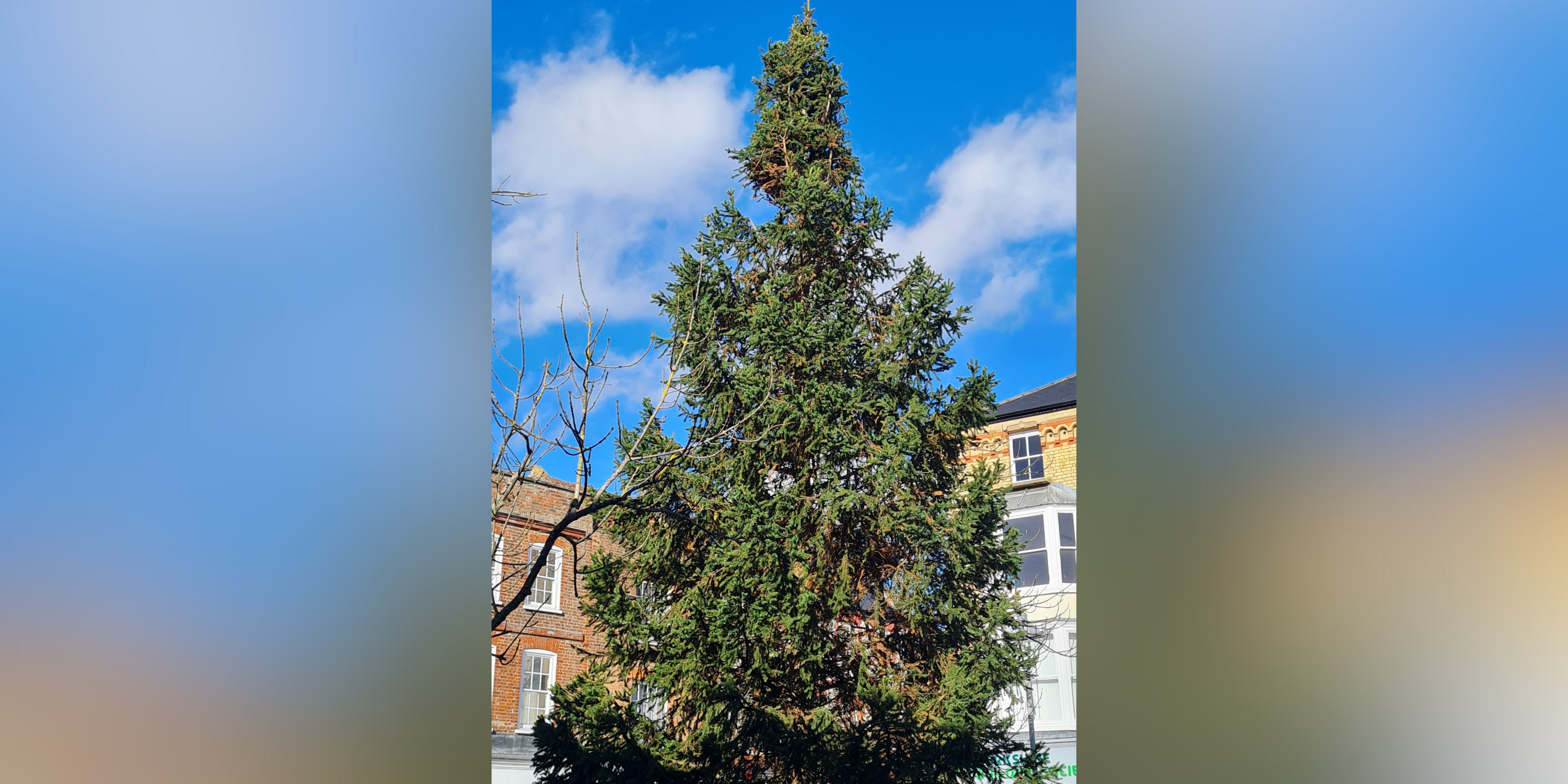 Christmas tree in Wisbech replaced after complaints over its ‘half dead’ appearance